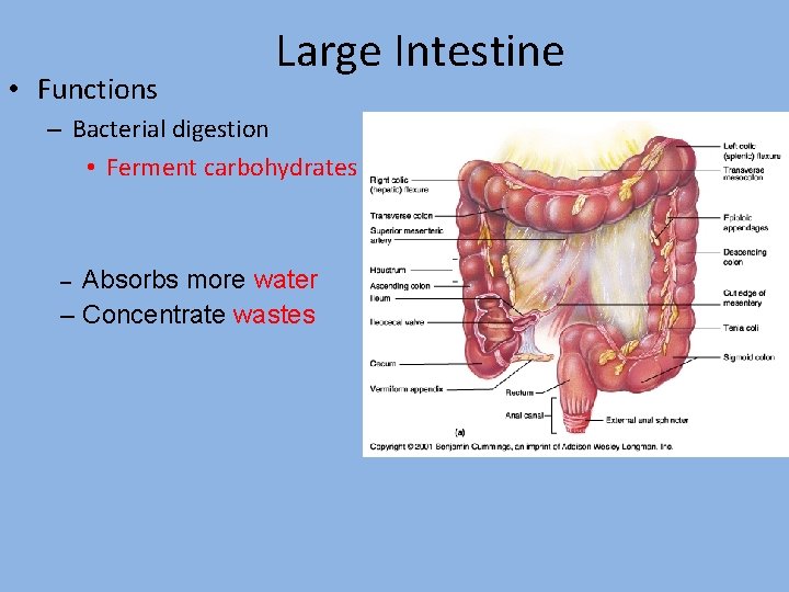 Digestive System Digestion Phases Include 1 2 3