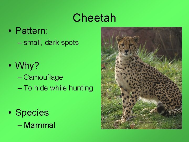Animals with Patterns Reasons Animals Have Patterned Coats