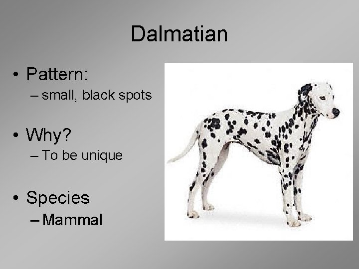 Animals with Patterns Reasons Animals Have Patterned Coats