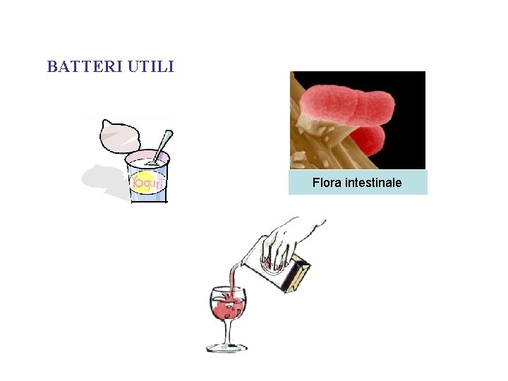 BATTERI Secondo la classificazione classica che divide gli