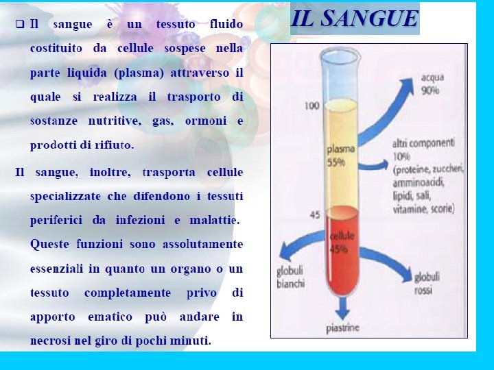 Funzioni componenti e caratteristiche Composizione del sangue dopo