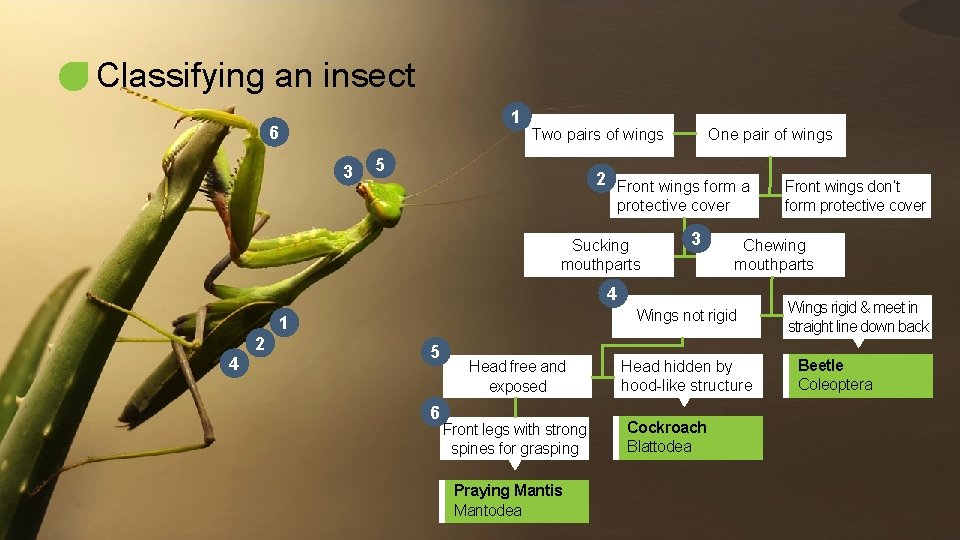 Grain Biosecurity Lesson 3 Insect Identification What is