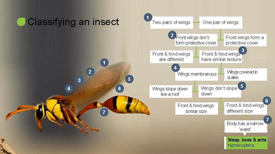 Grain Biosecurity Lesson 3 Insect Identification What is