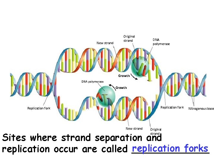 CHROMOSOMES DNA REPLICATION HMD Bio CH 8 millerlevine