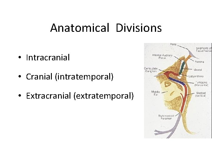 THE FACIAL NERVE Topics Gross applied anatomy Pathology