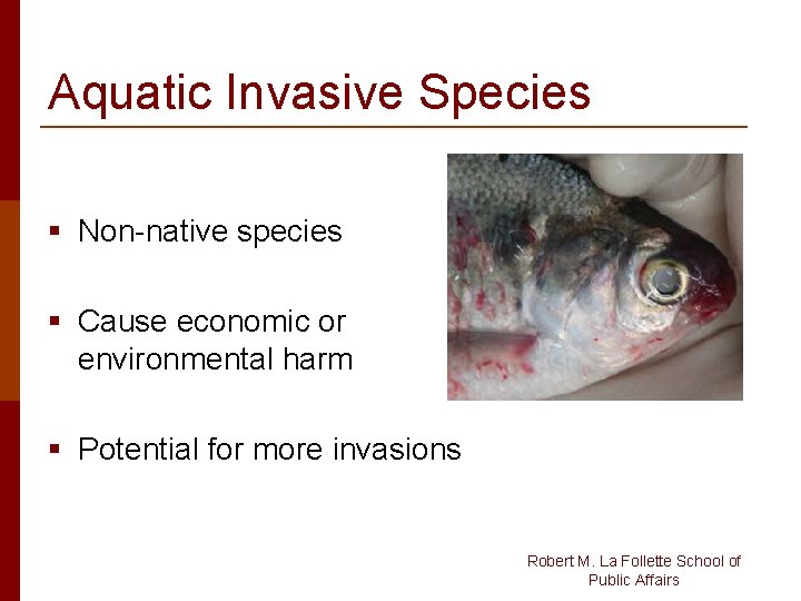 Great Lakes Aquatic Invasive Species and their Impacts