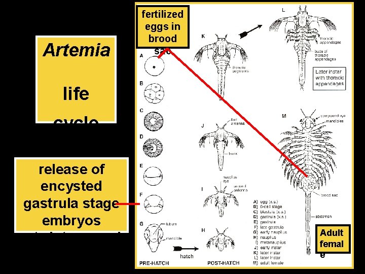 Quantitative Investigations of Hatching in Brine Shrimp Cysts