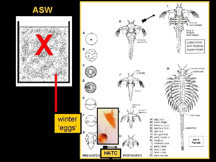 Quantitative Investigations of Hatching in Brine Shrimp Cysts