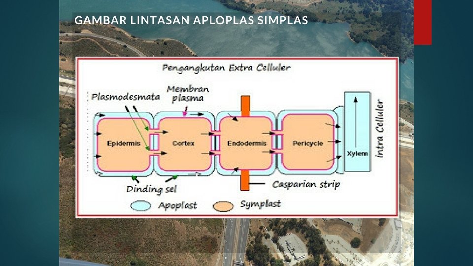Mekanisme Transportasi Mekanisme transportasi yang terjadi pada tumbuhan