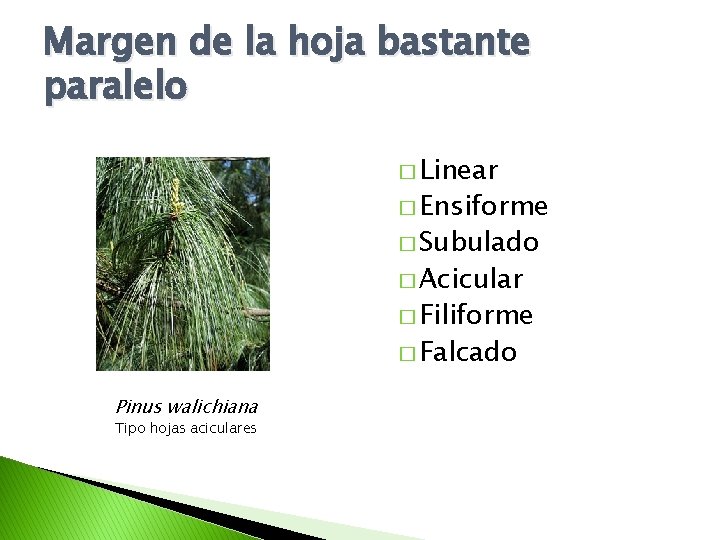 CLASIFICACIN DE LAS HOJAS BOTANICA I MARCIA SALAS