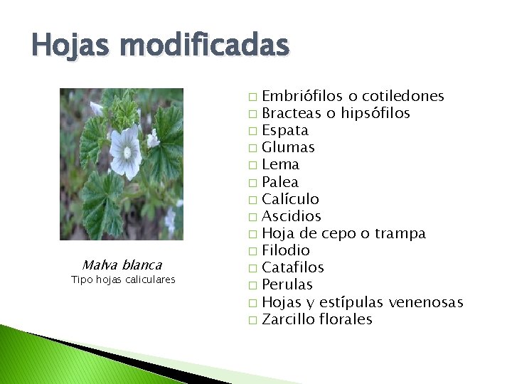 CLASIFICACIN DE LAS HOJAS BOTANICA I MARCIA SALAS