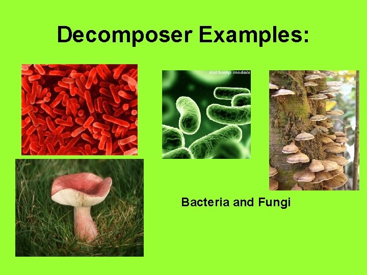 PRODUCERS CONSUMERS and DECOMPOSERS Objective Can I identify