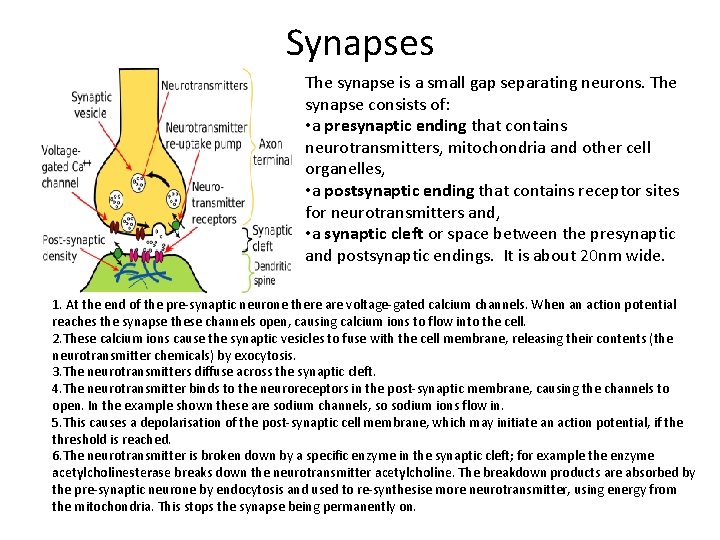 Coordination of the human body The endocrine and