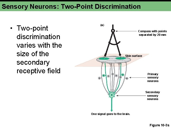 Chapter 10 a Sensory Physiology About this Chapter