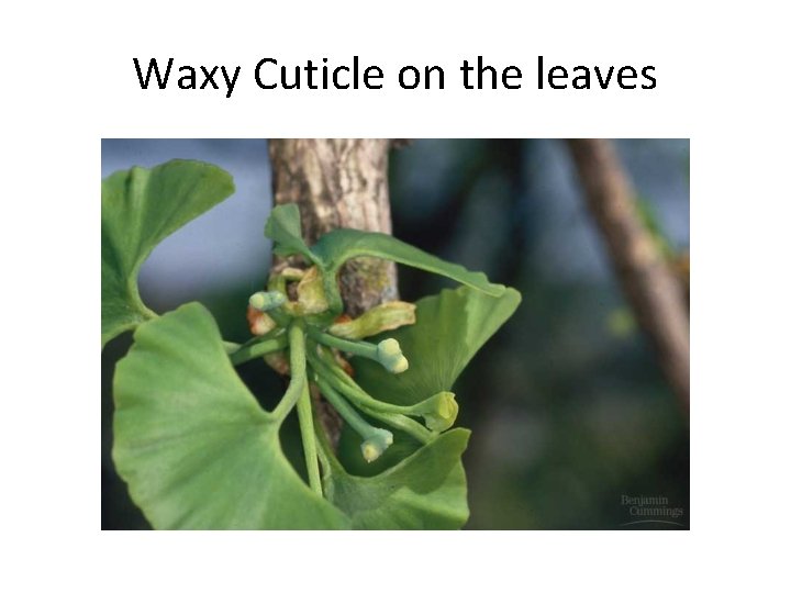 Pre AP Biology Plant Kingdom 8 6 Part