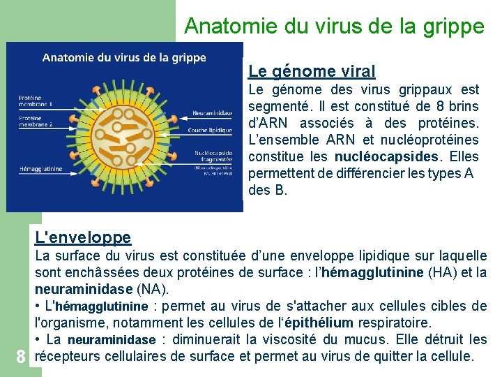 Virus de la grippe A H 1 N