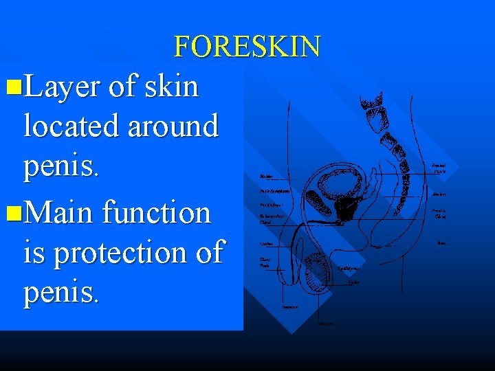 THE REPRODUCTIVE SYSTEM Male Reproductive System n To