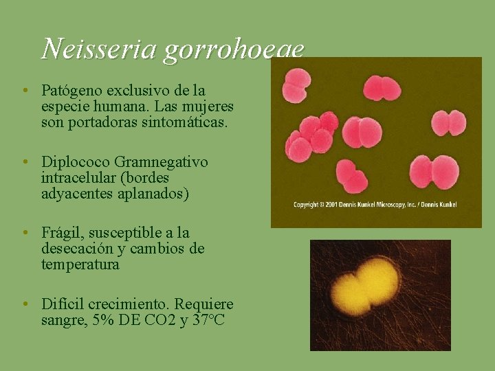 Microbiologa Clnica Familia Neisseriaceae Morfologa Las bacterias de