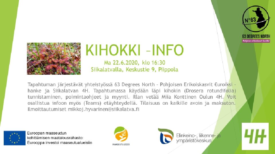 Kihokin poimintaohjeet Tunnistaminen Pyrelehtikihokki on pienikokoinen 5 20