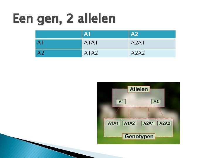 Fokkerij 1 1 Wat is genetica Uitleg project