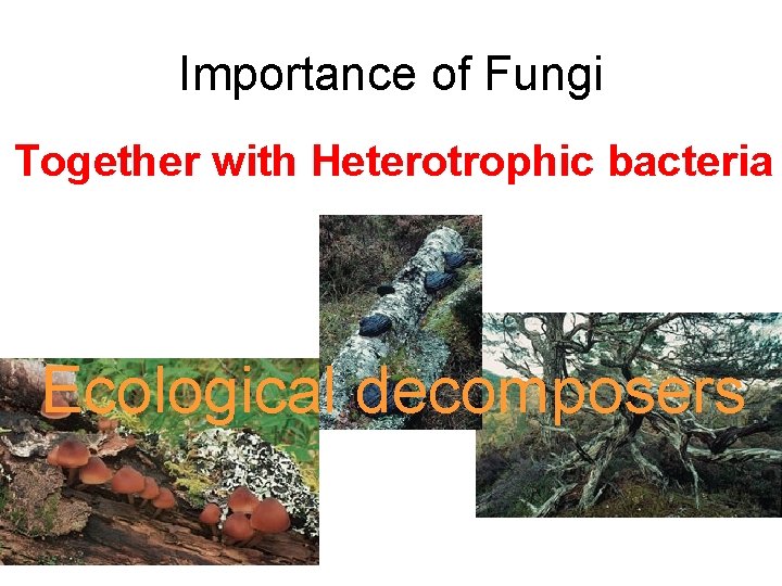 Chapter 14 Fungi Importance of Fungi Together with