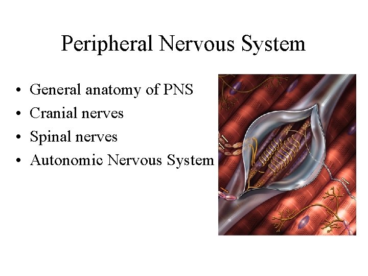 Peripheral Nervous System General anatomy of PNS Cranial