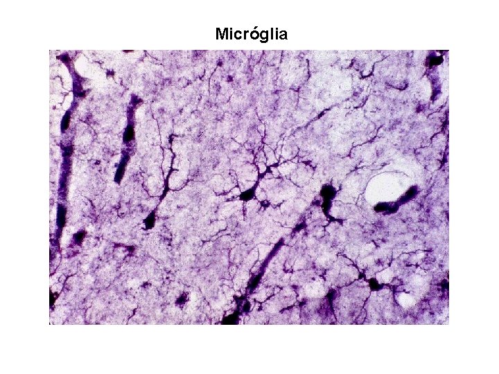 CAPTULO 10 HISTOLOGIA DO TECIDO E SISTEMA NERVOSO