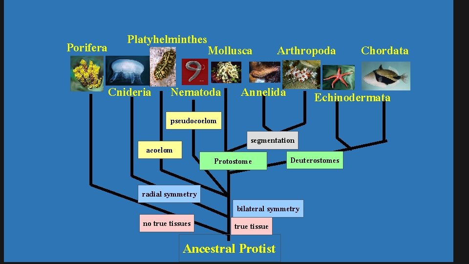 Porifera Platyhelminthes Cnideria Mollusca Nematoda Arthropoda Annelida ...
