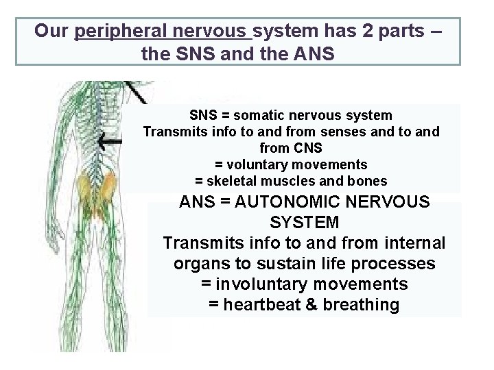 Biopsychology Revision What do you need to know