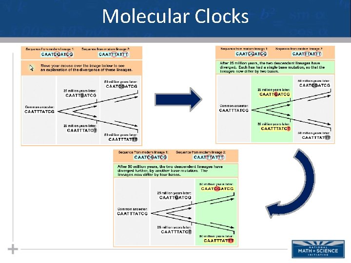 Macroevolution Part I Phylogenies Taxonomy Classification originated with