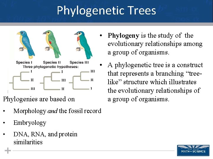 Macroevolution Part I Phylogenies Taxonomy Classification originated with