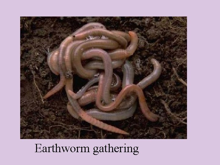 The segmented worms annelus little ring ZOOLOGY Southern