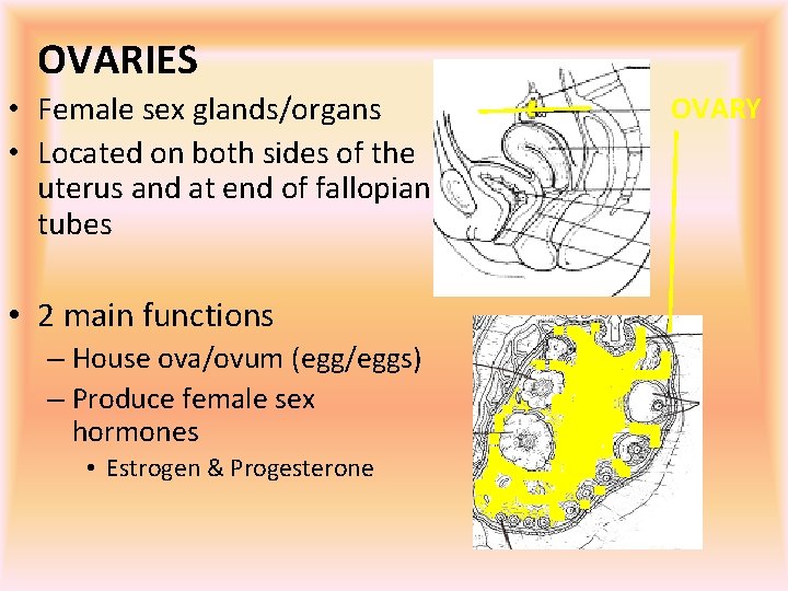 FEMALE REPRODUCTIVE SYSTEM Anatomy Physiology Cont The female