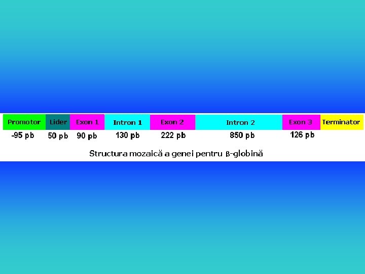 Structura funcia i localizarea genelor Elemente genetice mobile