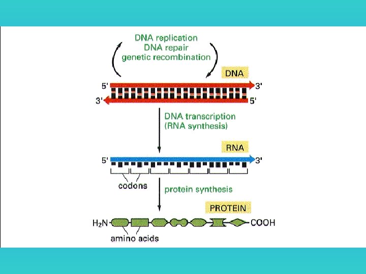 Structura funcia i localizarea genelor Elemente genetice mobile