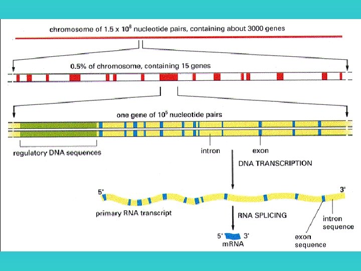 Structura funcia i localizarea genelor Elemente genetice mobile