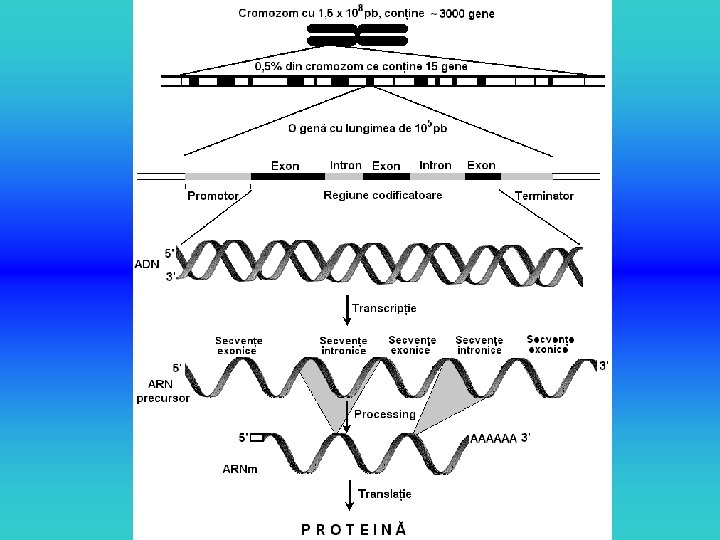Structura funcia i localizarea genelor Elemente genetice mobile