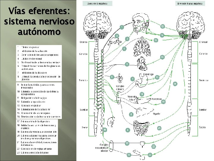 SISTEMA NERVIOSO Vas Aferentes y Eferentes Tipos de
