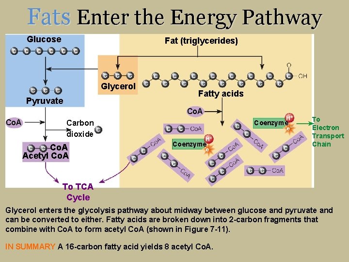 Metabolism Transformations and Interactions Chapter 7 Introduction Energy