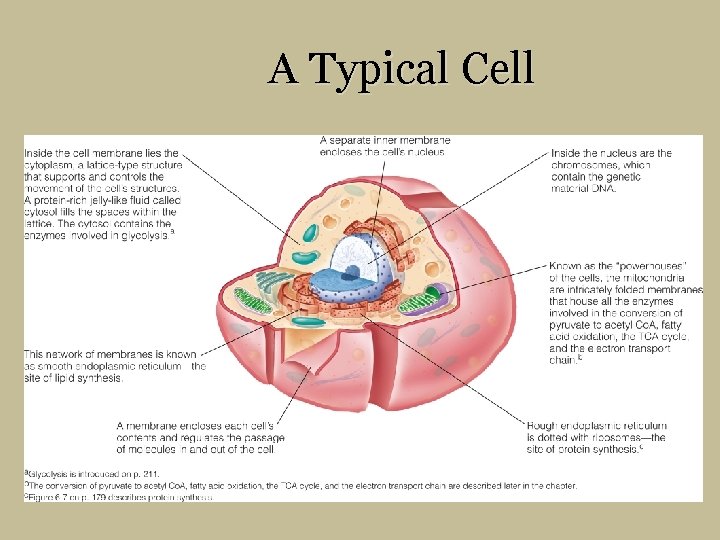Metabolism Transformations and Interactions Chapter 7 Introduction Energy