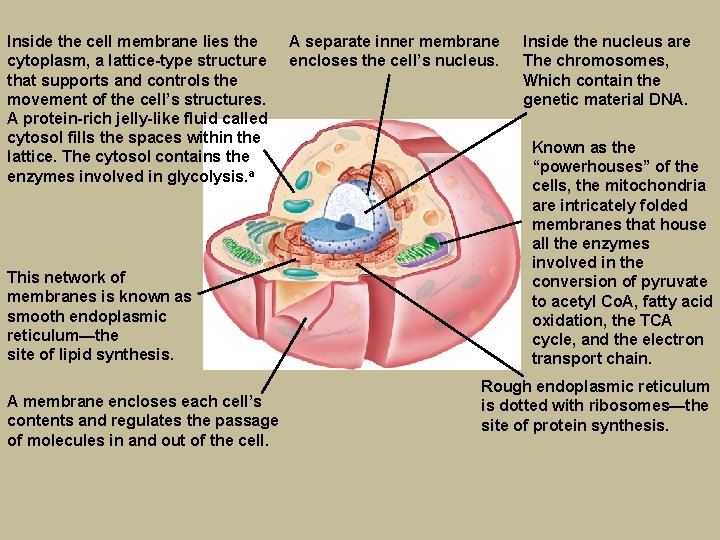 Metabolism Transformations and Interactions Chapter 7 Introduction Energy