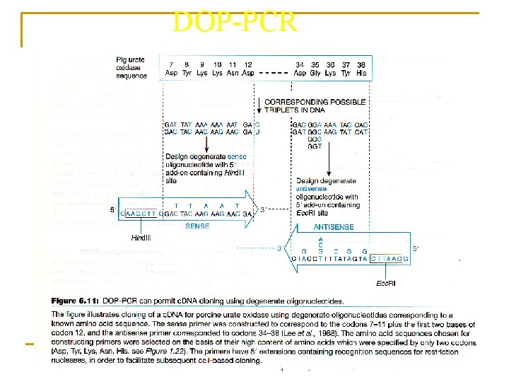 Polymerase Chain Reaction PCR and its Applications Introduction