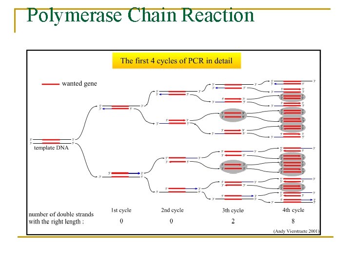 Polymerase Chain Reaction PCR and its Applications Introduction