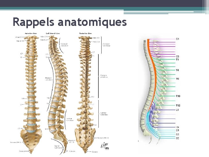 ED 5 Rhumatologie Smiologie rhumatologique du rachis 29022016