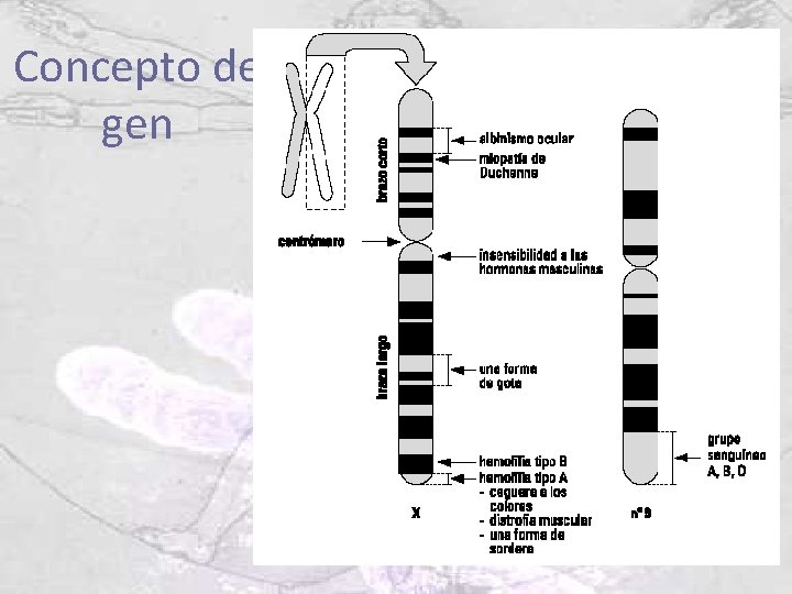 MATERIAL GENTICO Y REPRODUCCIN CELULAR Bases para entender