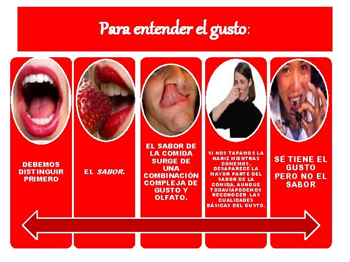 EL GUSTO LOS SERES HUMANOS SOMOS OMNVOROS GUSTO