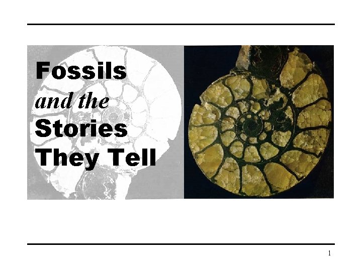 Fossils and the Stories They Tell 1 Table