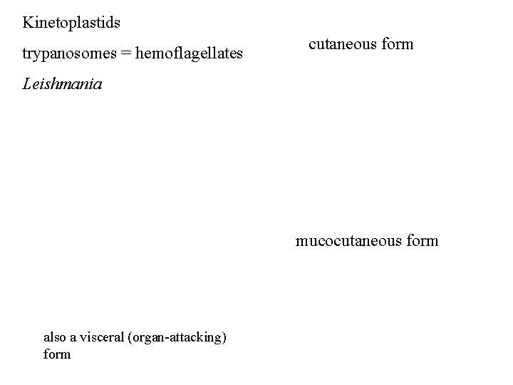 The Eukaryotes 12 a Protozoans Eukaryotes in general