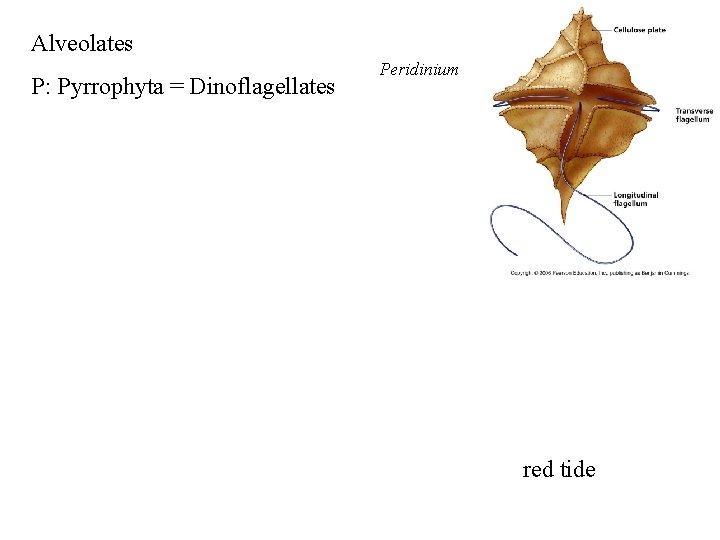 The Eukaryotes 12 a Protozoans Eukaryotes in general