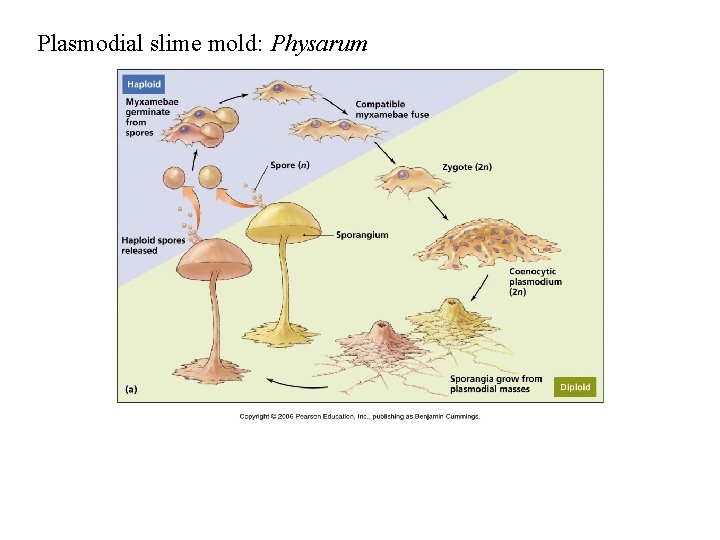 The Eukaryotes 12 a Protozoans Eukaryotes in general